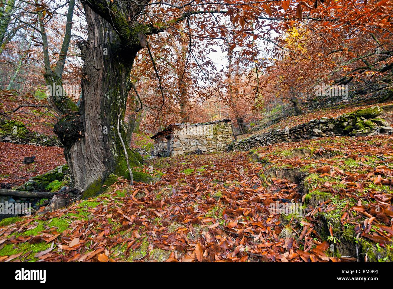 Chestnut tree house hi-res stock photography and images - Alamy