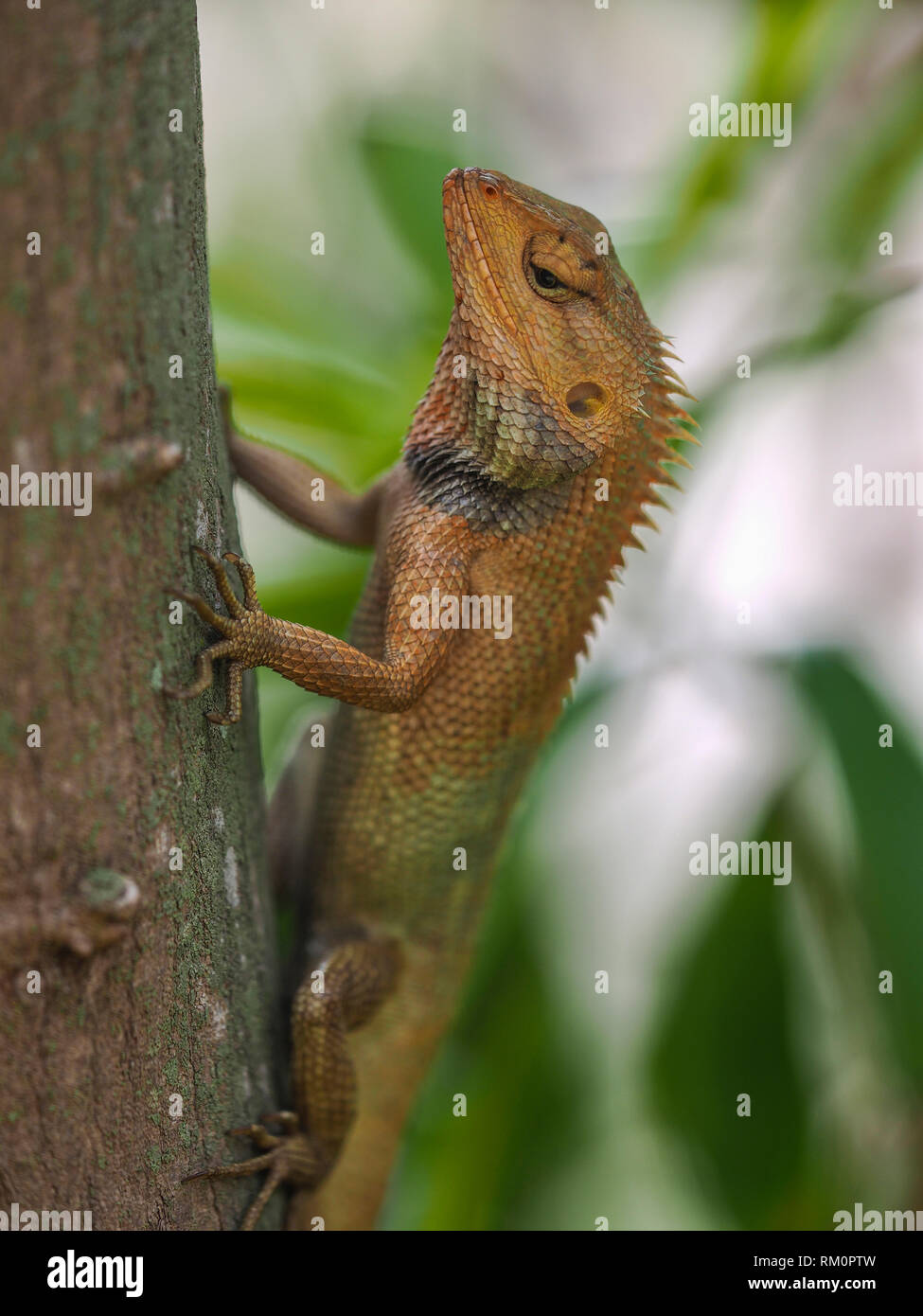 Reptile in southeast asia hi-res stock photography and images - Alamy