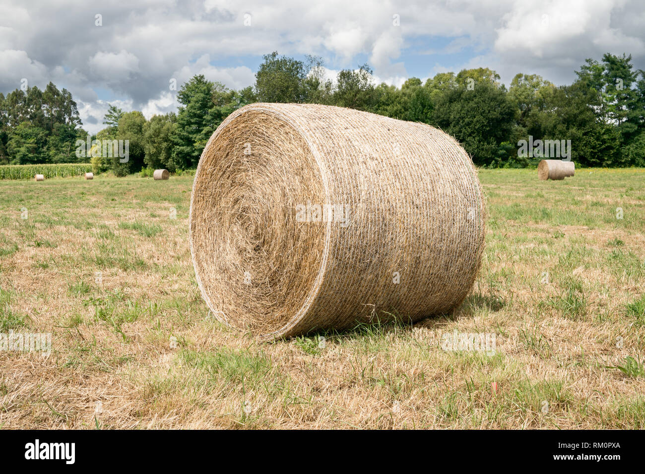 Round bales of hay harvested in a field with trees at the back. Cloudy ...
