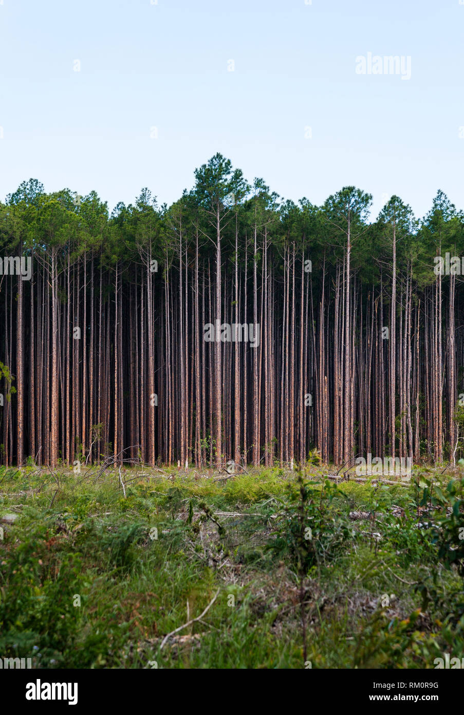 Tree clearing in Australia Stock Photo - Alamy