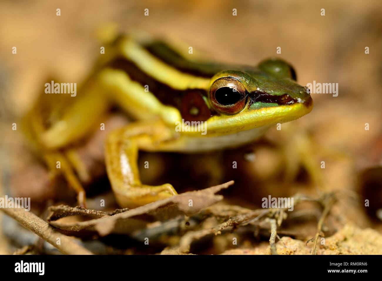 Rana erythraea hi-res stock photography and images - Alamy