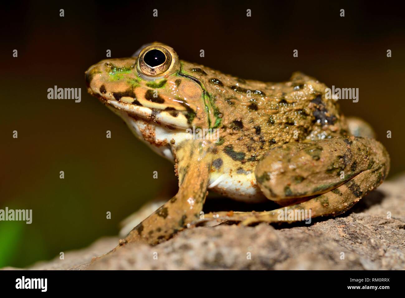 Fejervarya Limnocharis High Resolution Stock Photography and Images - Alamy