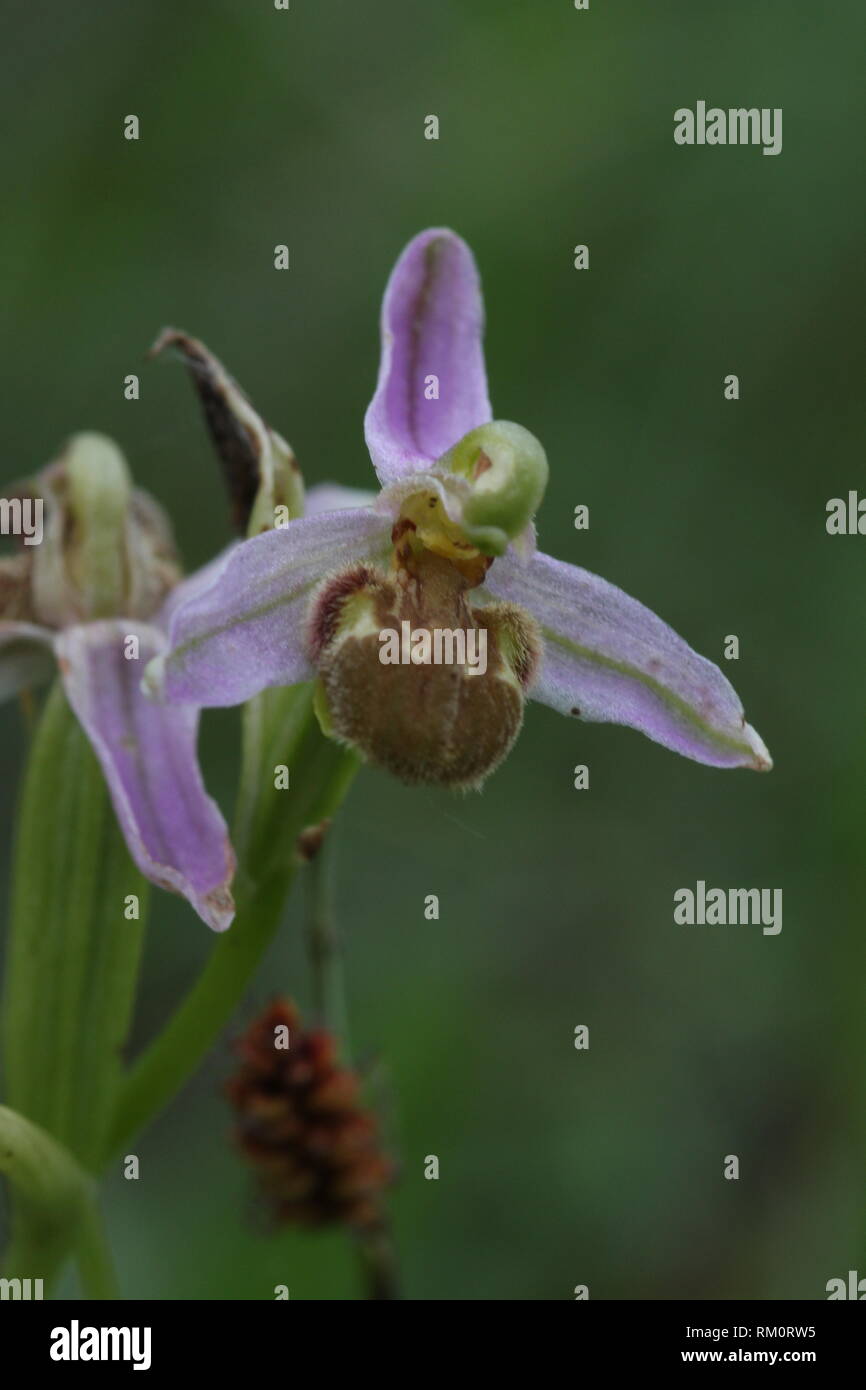 Bee Orchid (Ophrys apifera Stock Photo - Alamy