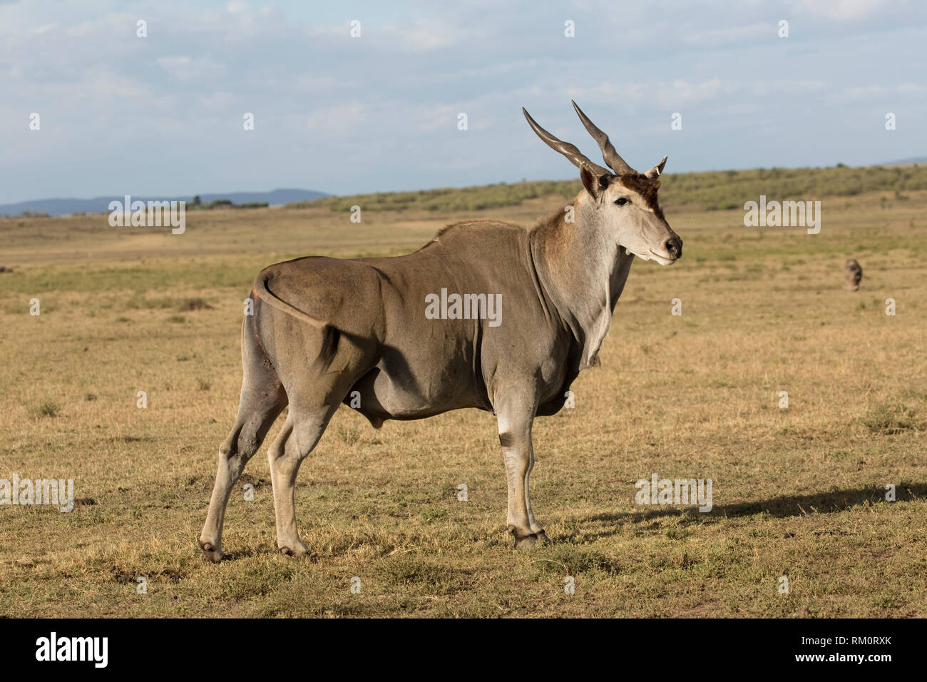 African Eland
