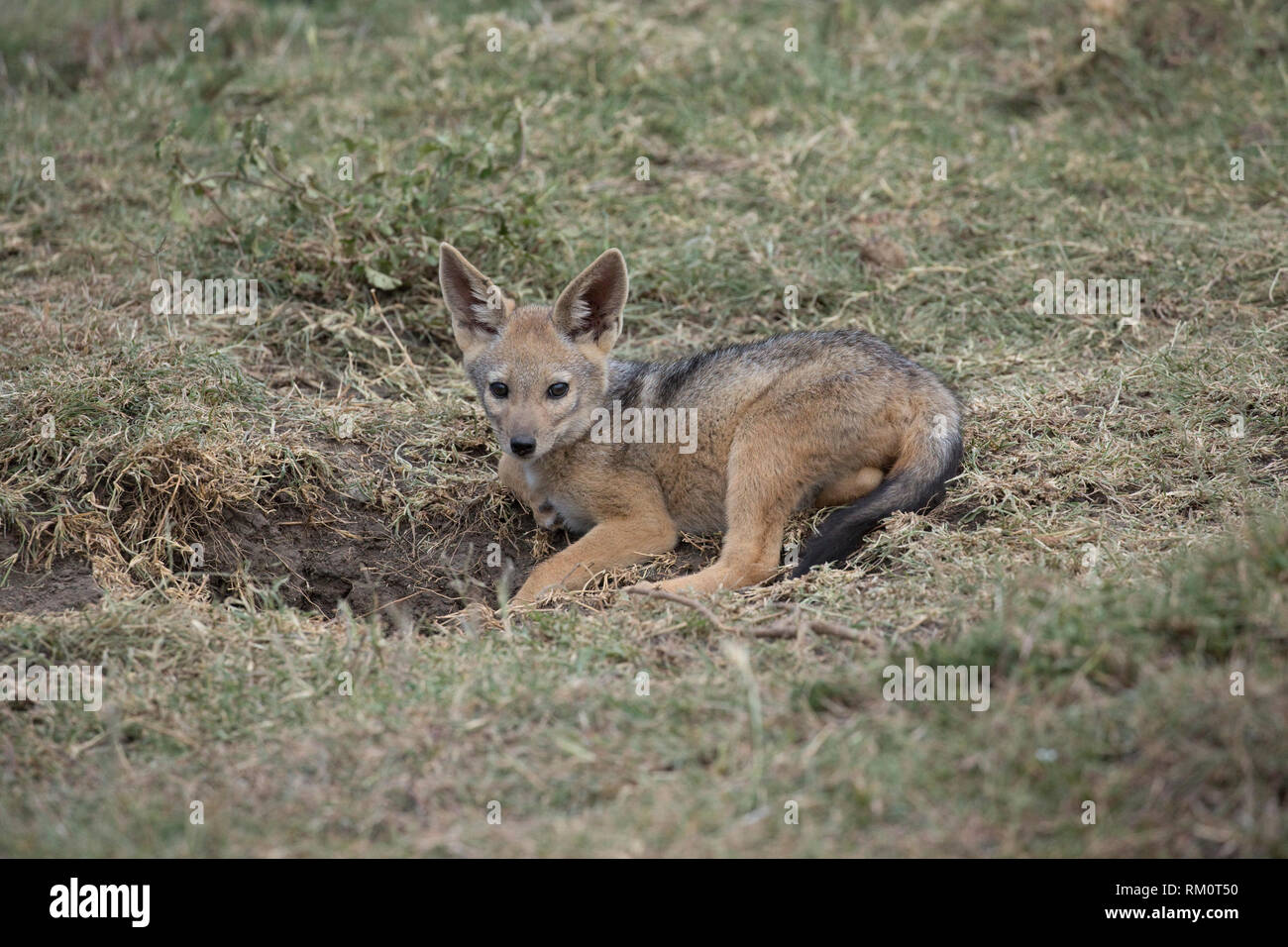 Black-backed jackal cub at den, Masai Mara, Kenya Stock Photo - Alamy
