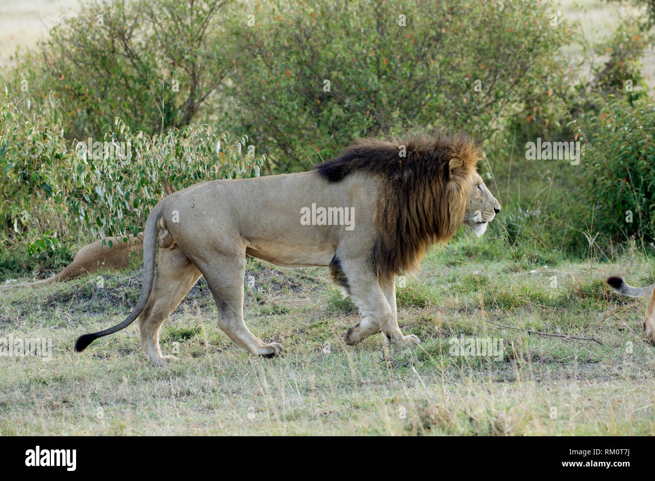 Male lion running hi-res stock photography and images - Alamy