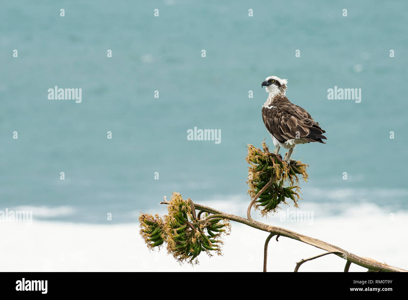 Ocean osprey hi-res stock photography and images - Alamy