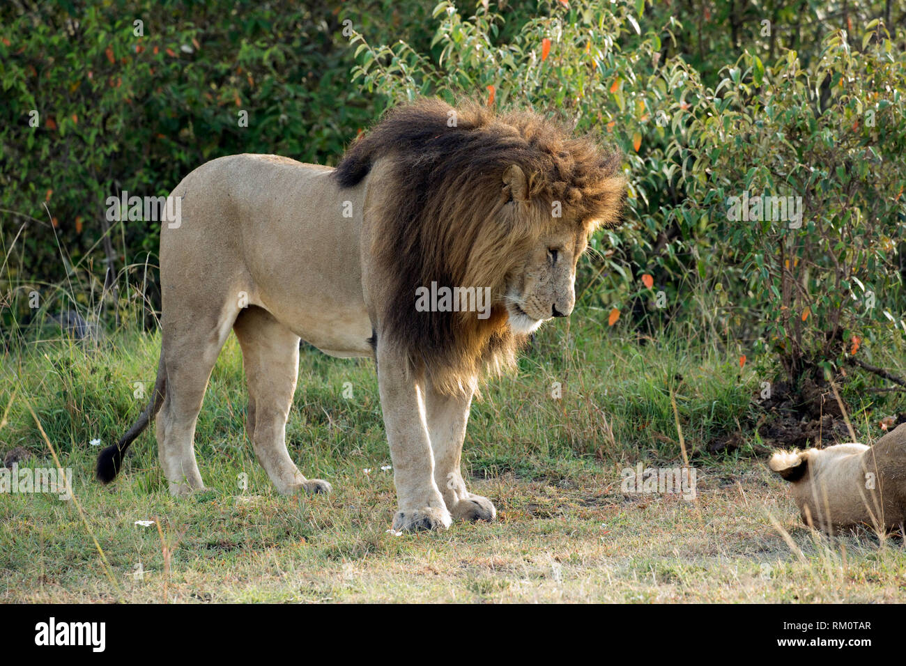 Maned lioness hi-res stock photography and images - Alamy