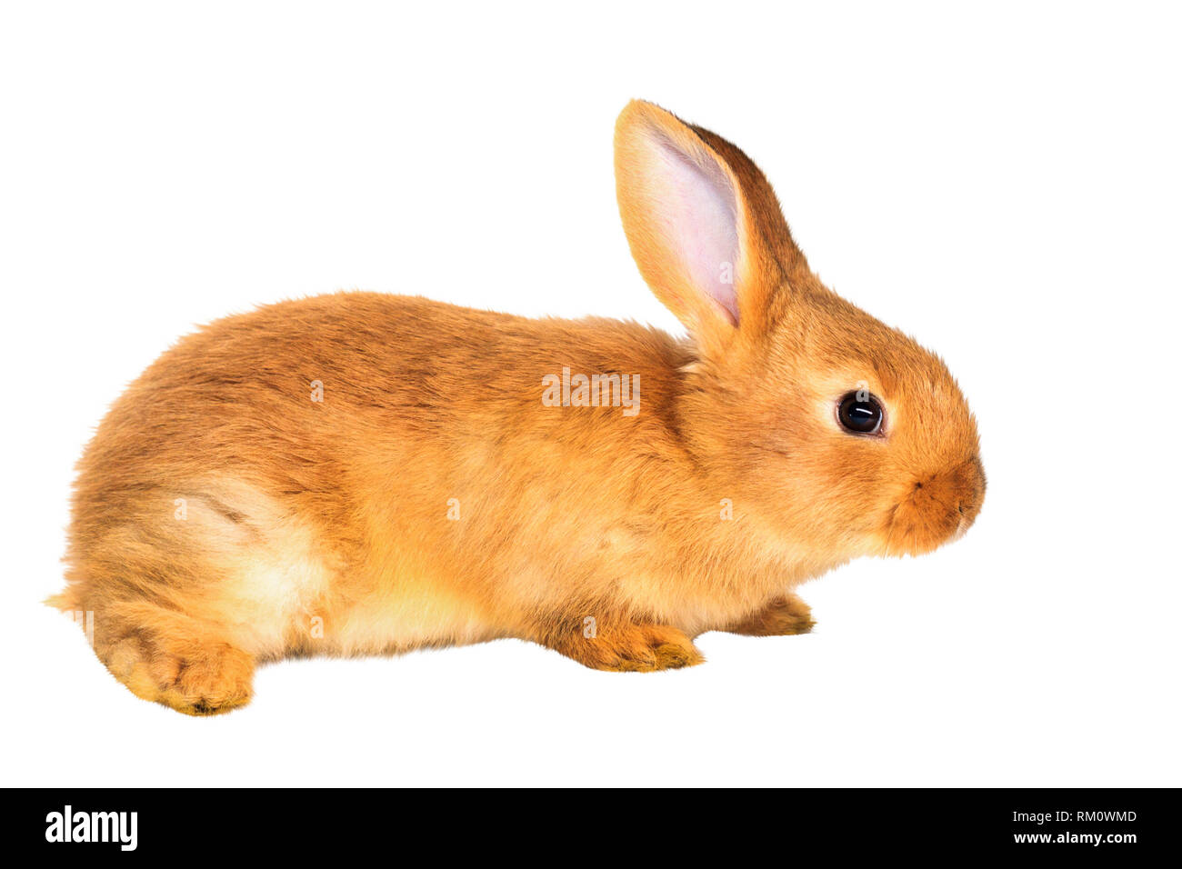 Cute rabbit scared hi-res stock photography and images - Alamy