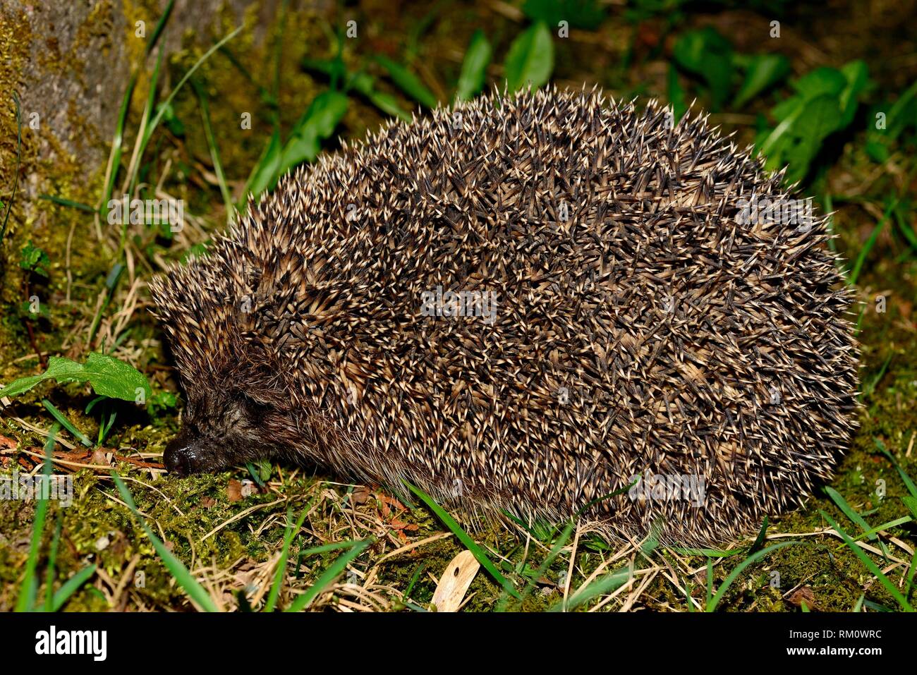 Eastern european hedgehog hi-res stock photography and images - Alamy