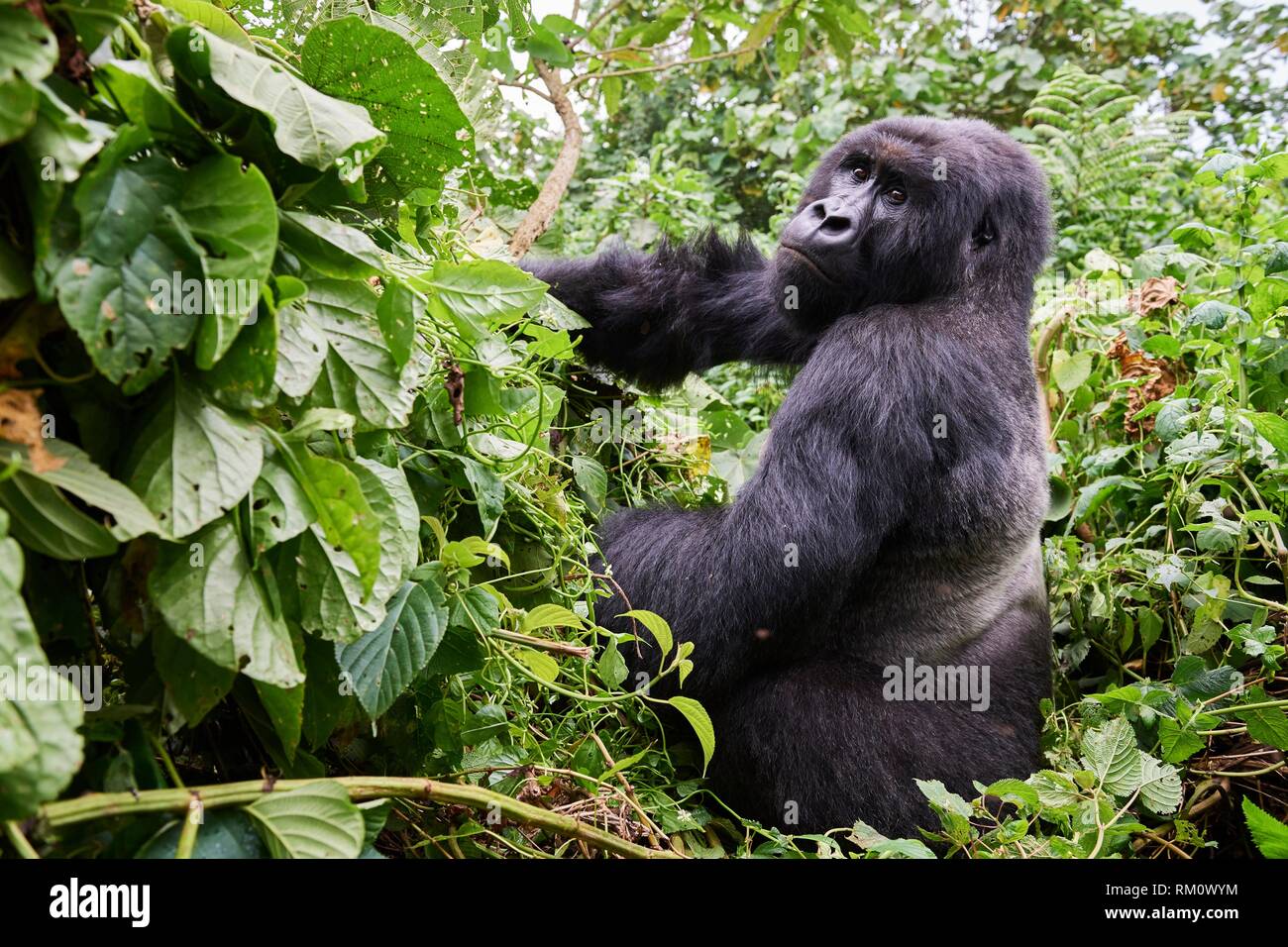 Congo monkey hi-res stock photography and images - Alamy