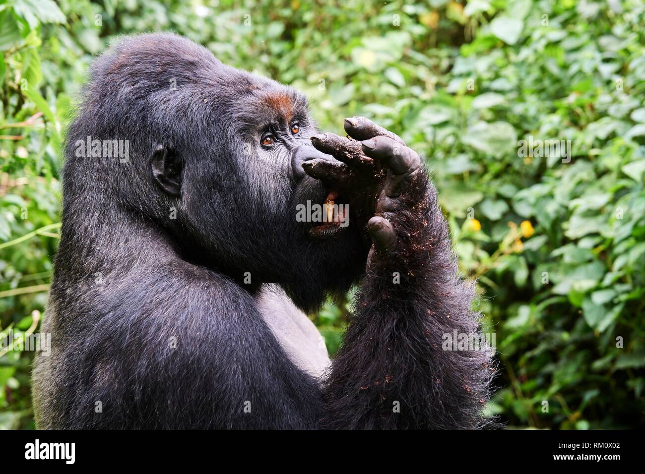 Silverback Gorillas High Resolution Stock Photography and Images - Alamy