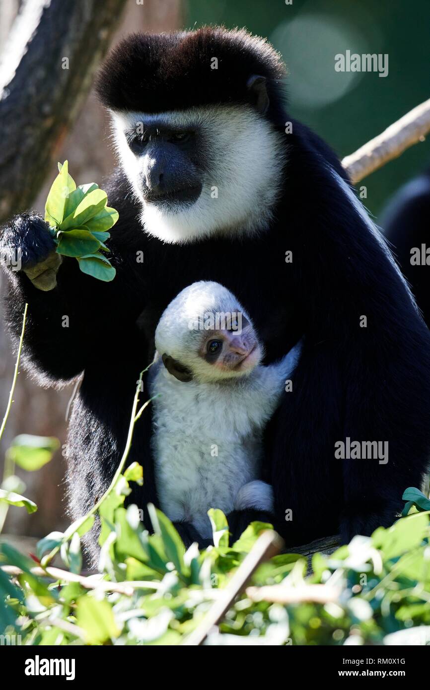 Black and white colobus monkey feeding on leaves and holding white baby ... Black and white colobus monkey feeding on leaves and holding white baby ...