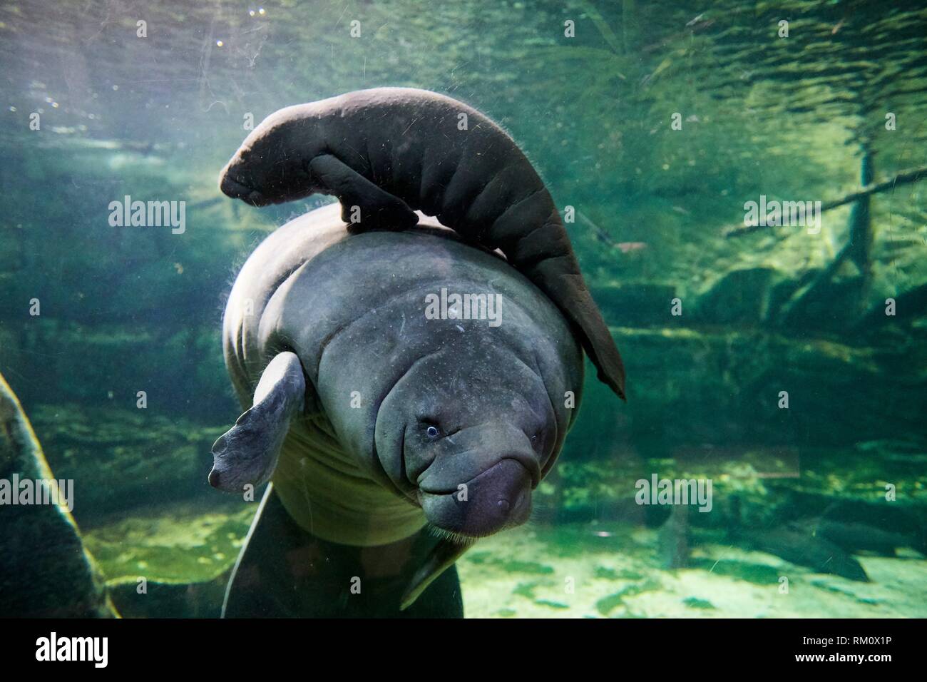 Manatee portrait hi-res stock photography and images - Alamy