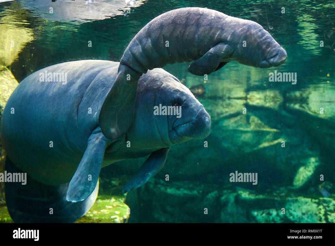 Baby manatee hi-res stock photography and images - Alamy