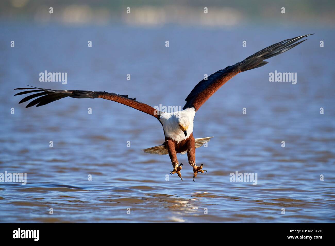 African fish eagle hunting hi-res stock photography and images - Alamy