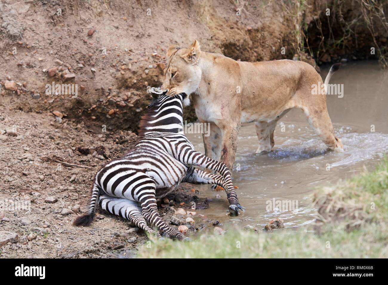 Lion killing zebra hi-res stock photography and images - Alamy