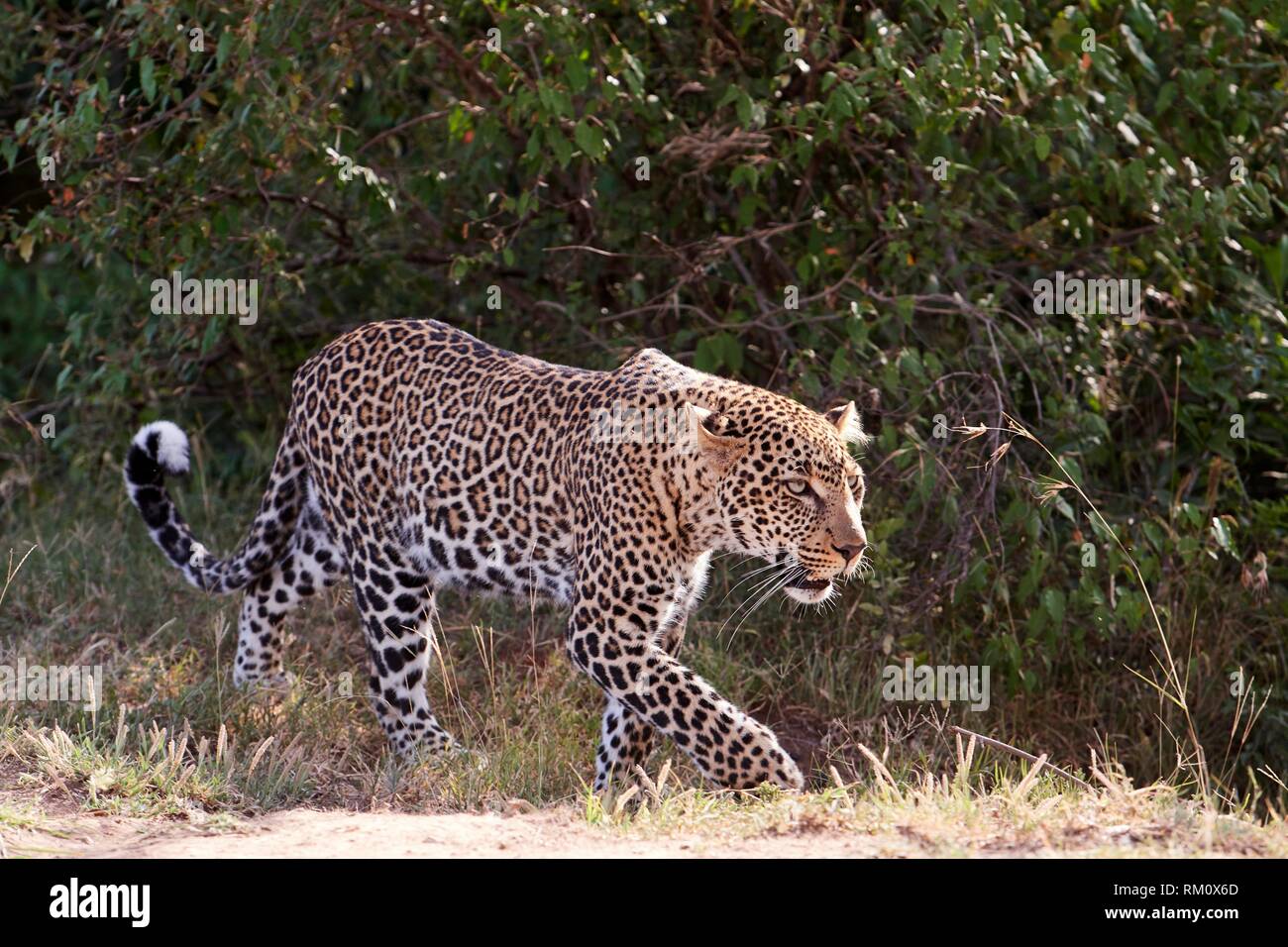 Female fauna hi-res stock photography and images - Alamy