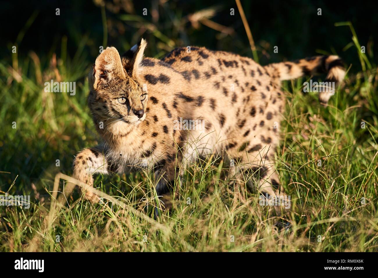 Leptailurus Serval High Resolution Stock Photography and Images - Alamy