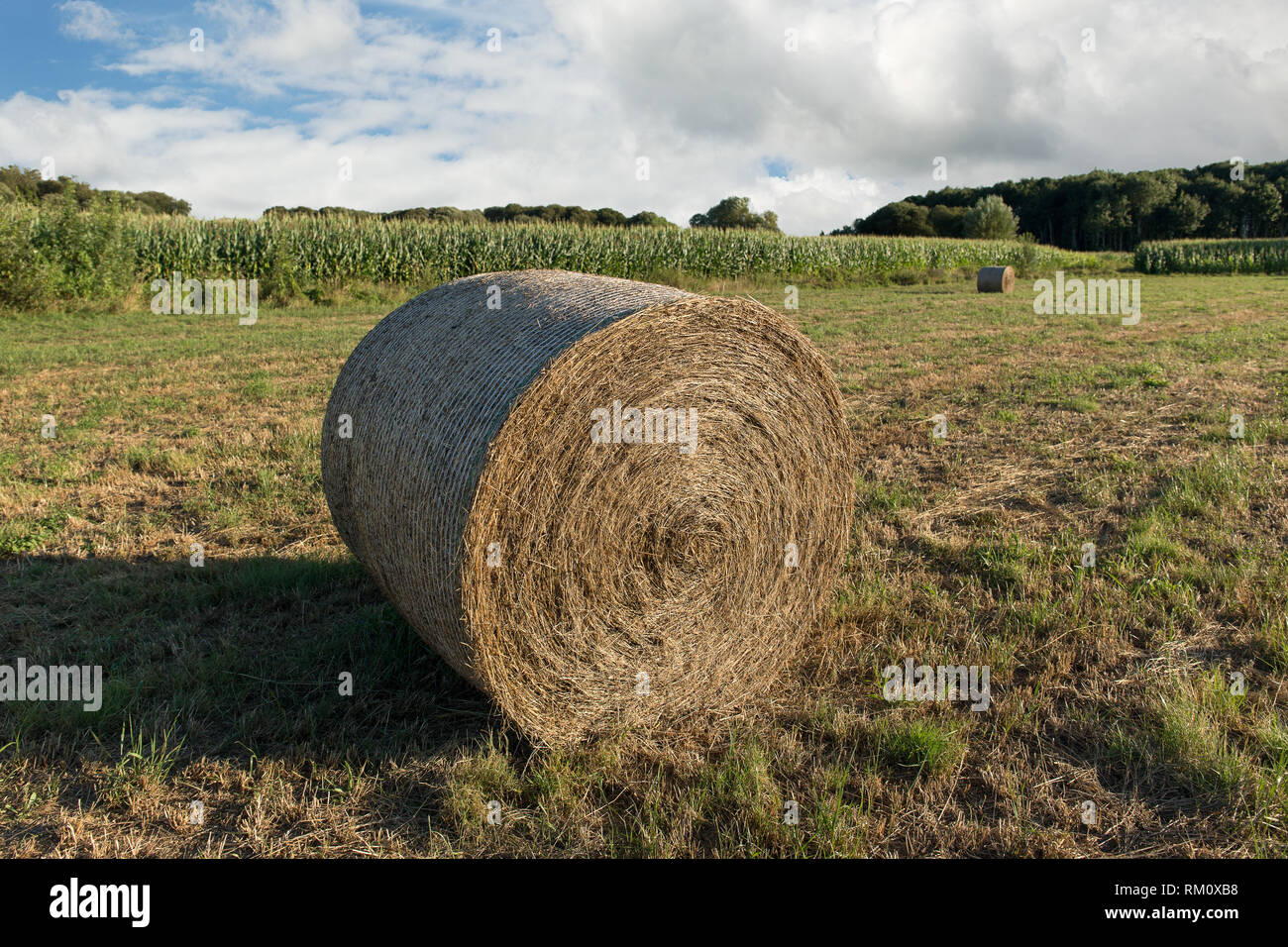 Round bales of hay harvested in a field with trees at the back. Cloudy ...