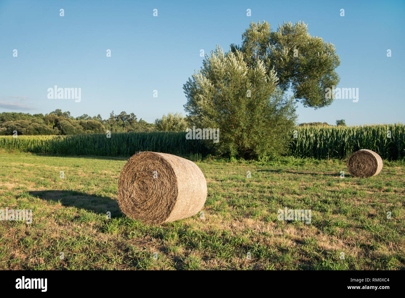 Round bales of hay harvested in a field with trees at the back. Cloudy ...