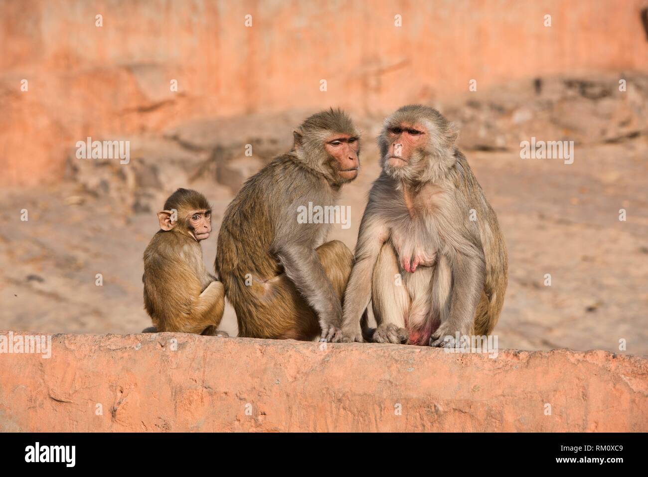 Monkey grooming hi-res stock photography and images - Alamy