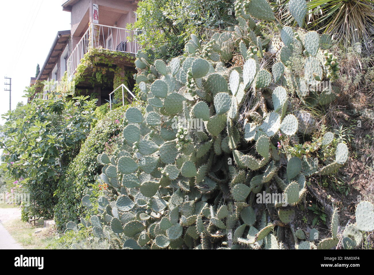 Fruits of Opuntia ficus-indica a species of cactus big plant of opuntia ...
