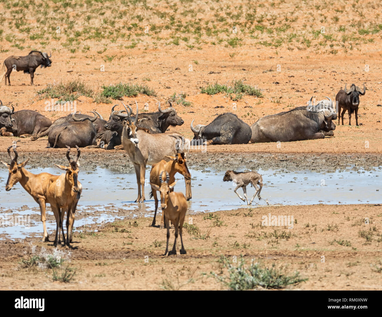 Animals gathering at a busy watering hole in Southern African savanna ...