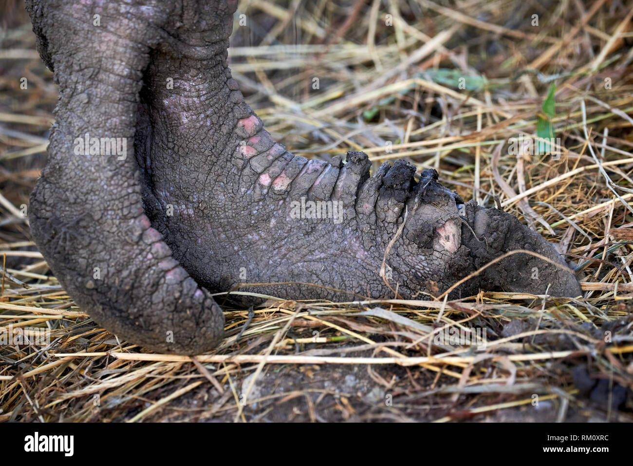 Ostrich Feet High Resolution Stock Photography and Images - Alamy