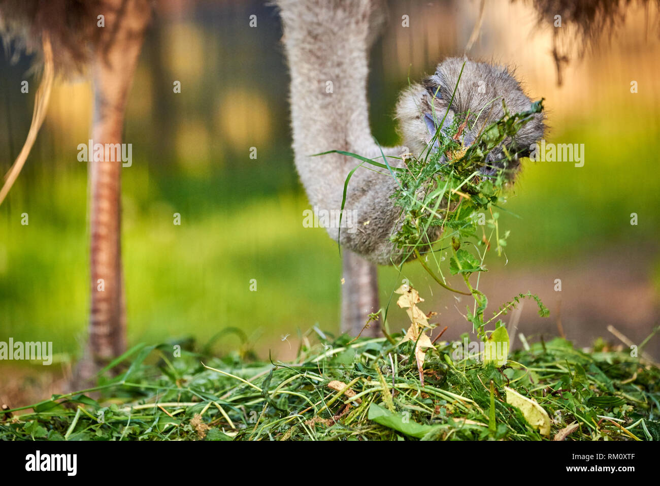 Ostrich eating hi-res stock photography and images - Alamy