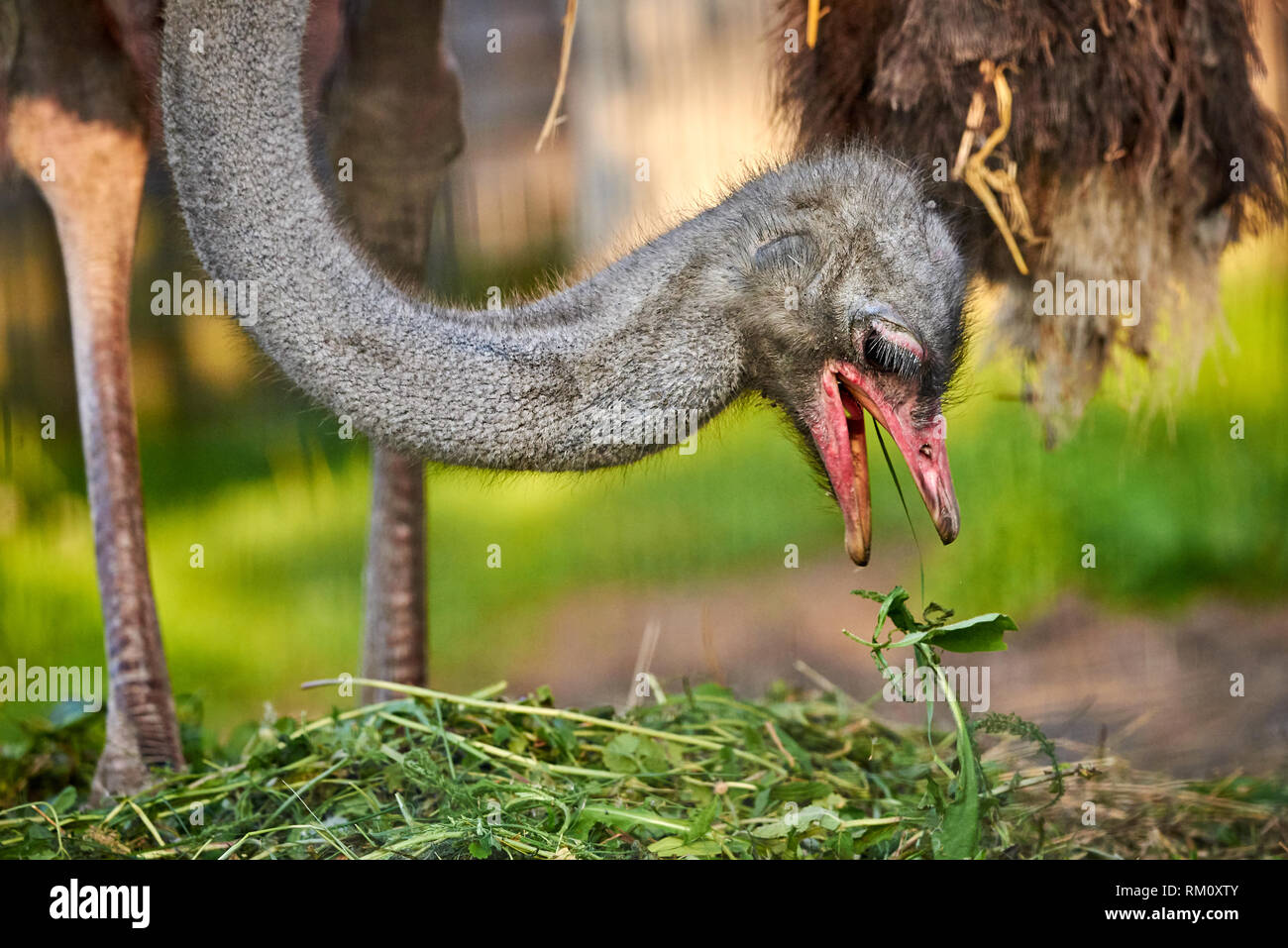 Ostrich eating hi-res stock photography and images - Alamy