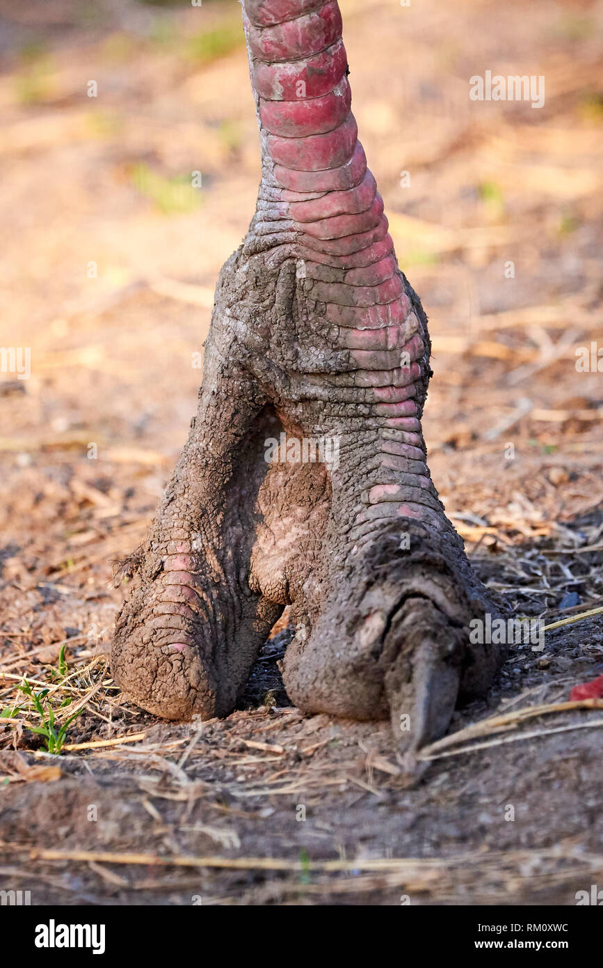 Ostrich Feet High Resolution Stock Photography and Images - Alamy