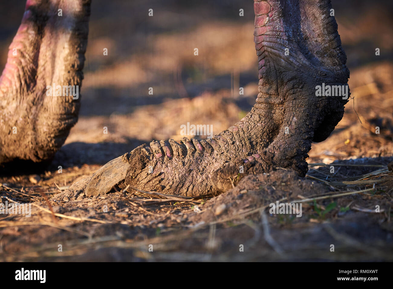 Ostrich feet hi-res stock photography and images - Alamy