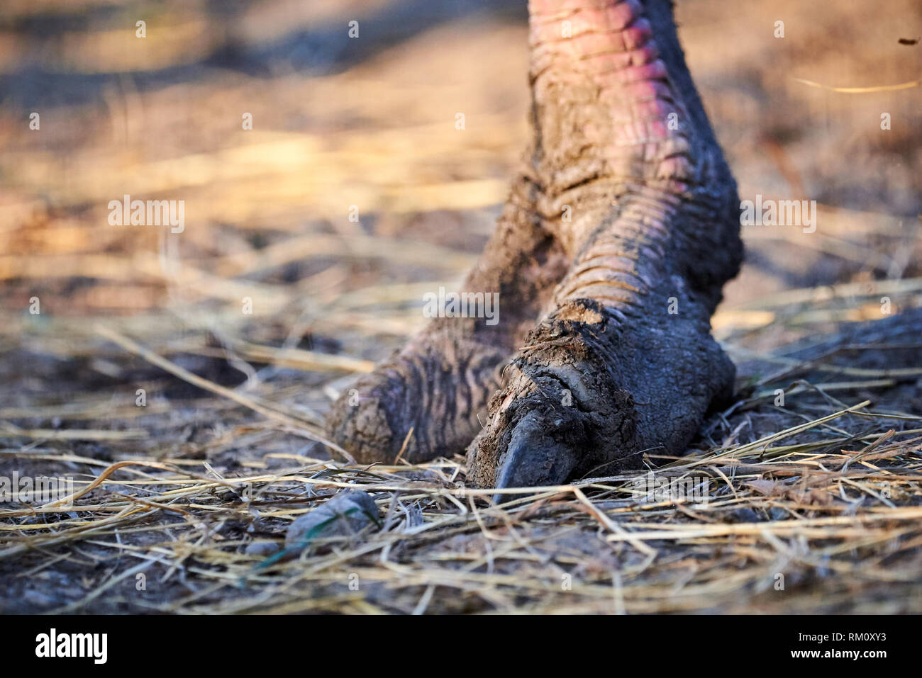 Ostrich feet hi-res stock photography and images - Alamy