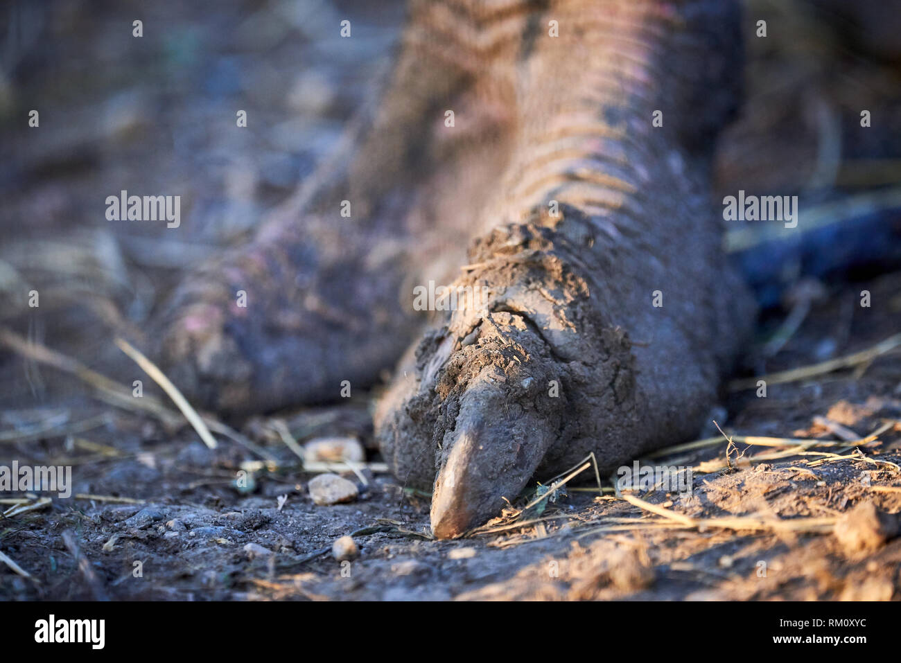 Ostrich feet hi-res stock photography and images - Alamy