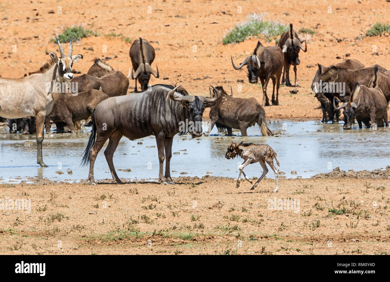 Animals gathering at a busy watering hole in Southern African savanna Stock Photo - Alamy