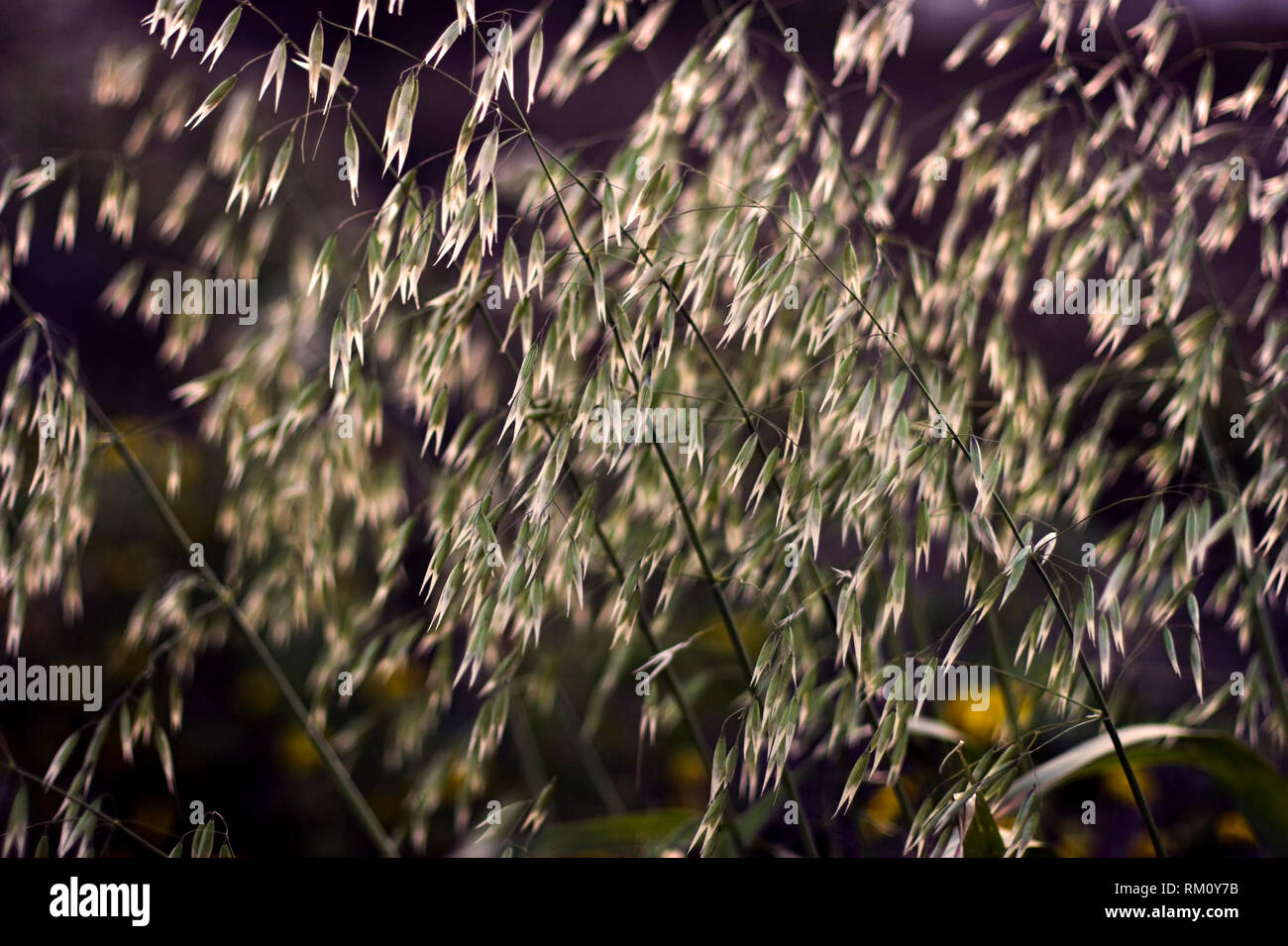 Natural background of weed semi against-light (large aperture blur; end ...