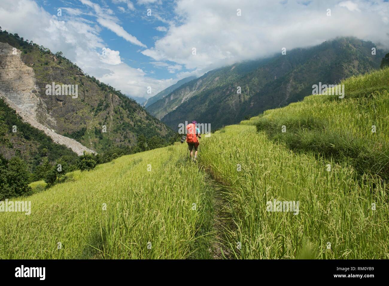Rice terraces nepal hi-res stock photography and images - Alamy