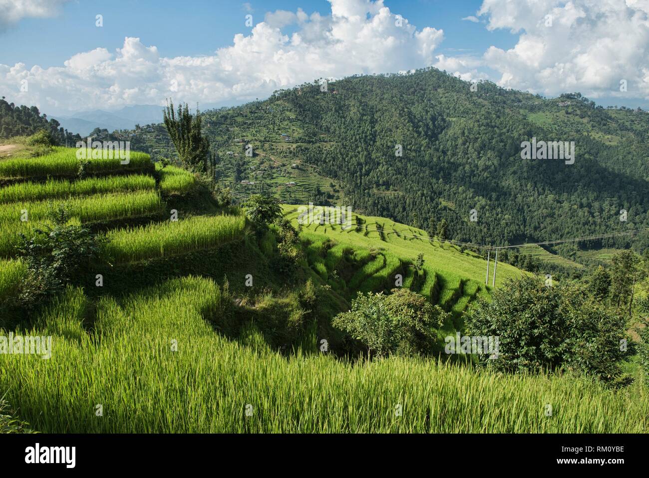 Rice terraces nepal hi-res stock photography and images - Alamy