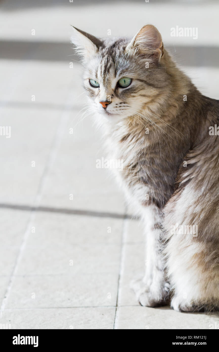 Purebred silver cat outdoor, hypoallergenic silver animal of livestock ...