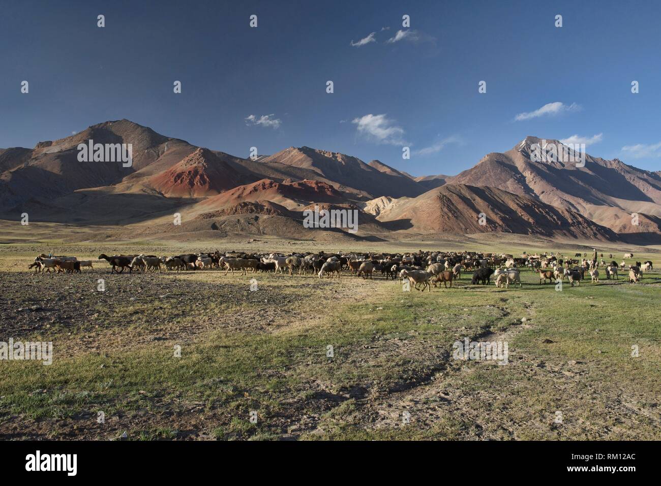 Valley sheep hi-res stock photography and images - Alamy