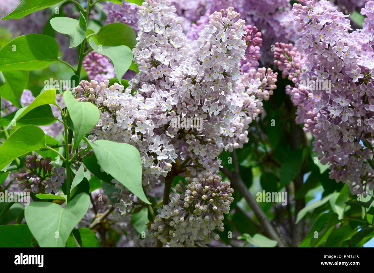 Branches Of Purple Lilac And Green Leaves Background With Beautiful