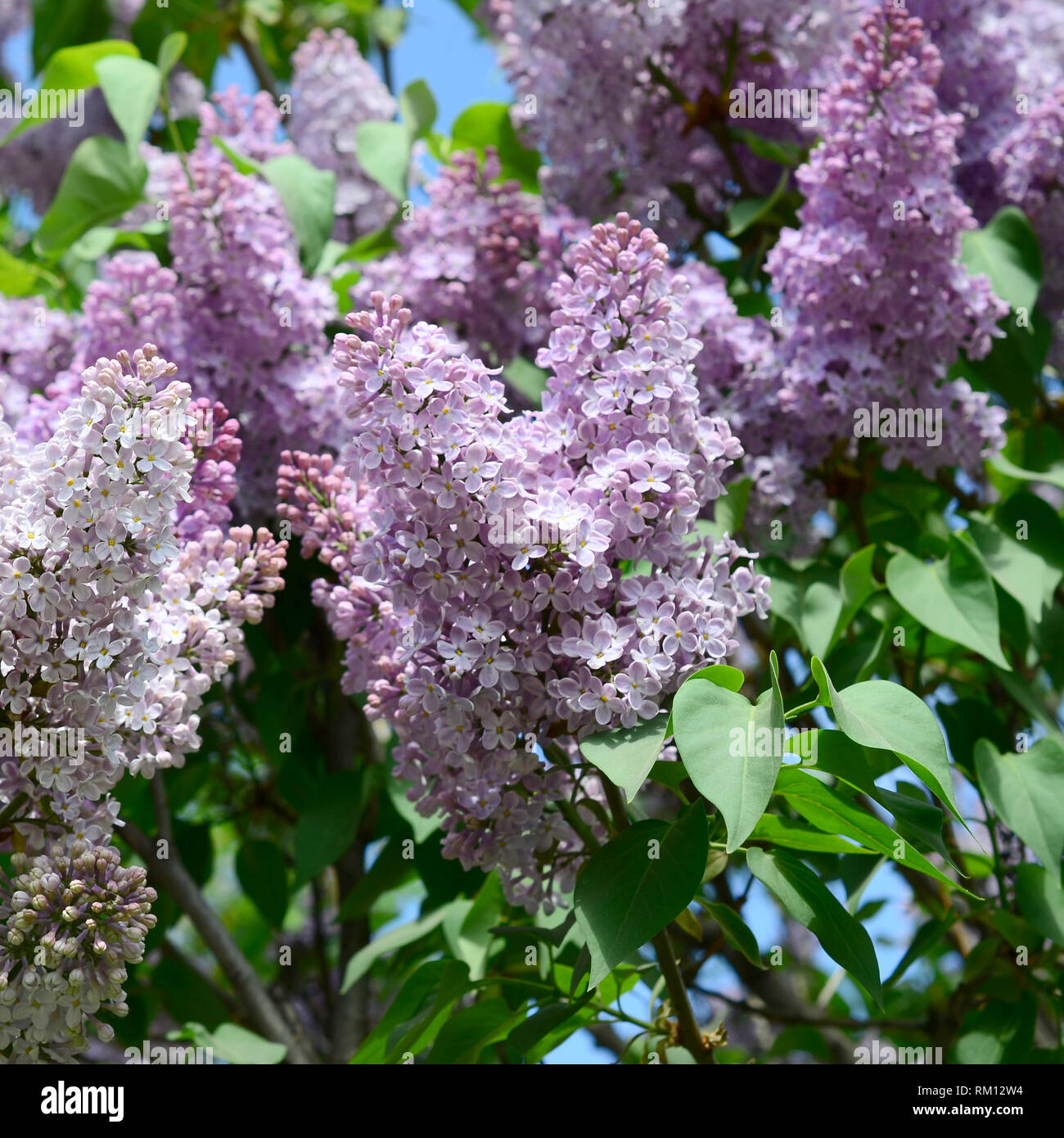 Branches of purple lilac and green leaves. Background with beautiful ...