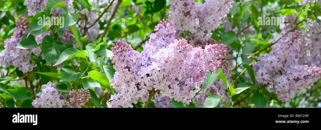 Branches of purple lilac and green leaves. Background with beautiful ...
