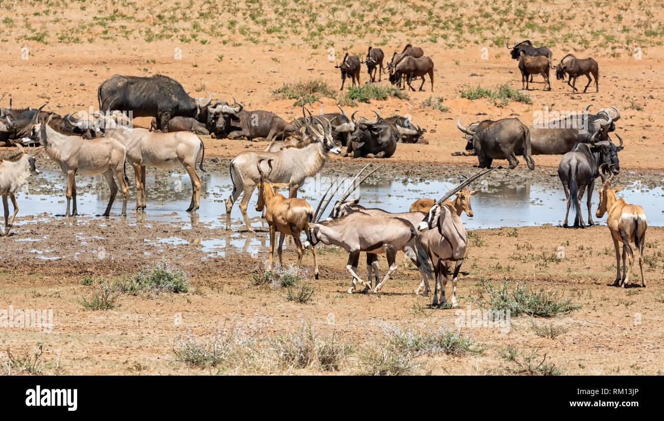 Animals gathering at a busy watering hole in Southern African savanna Stock Photo - Alamy