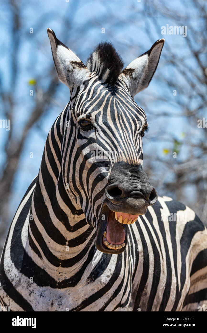 Zebra wild tooth hi-res stock photography and images - Alamy