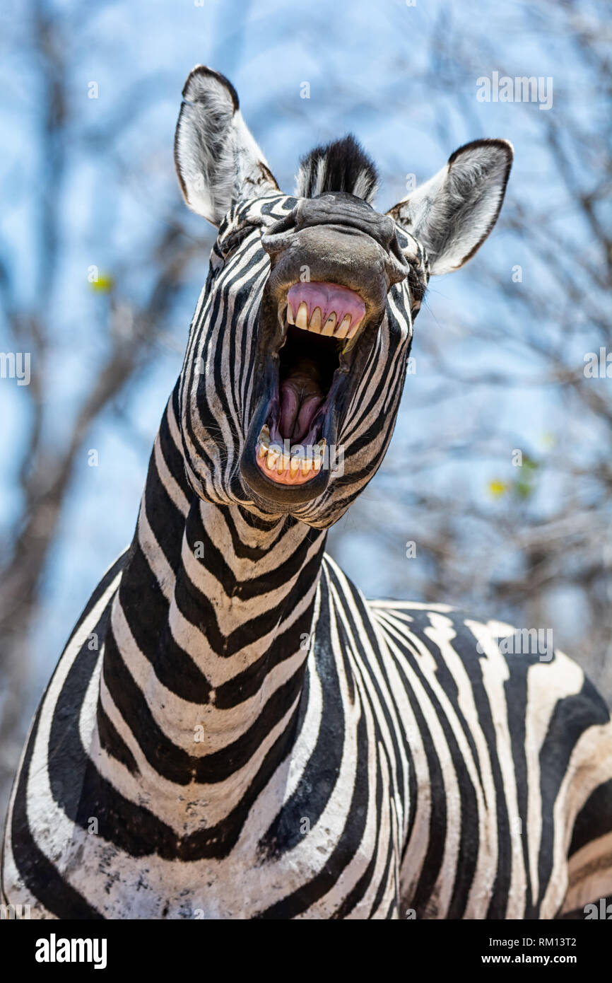 Close up zebra open mouth hi-res stock photography and images - Alamy