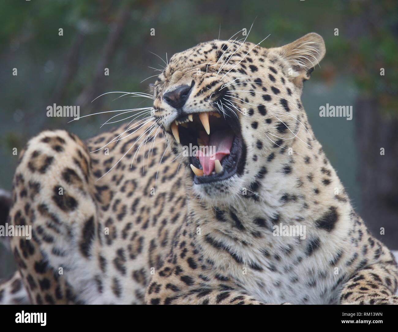 Zoo sweden hi-res stock photography and images - Alamy