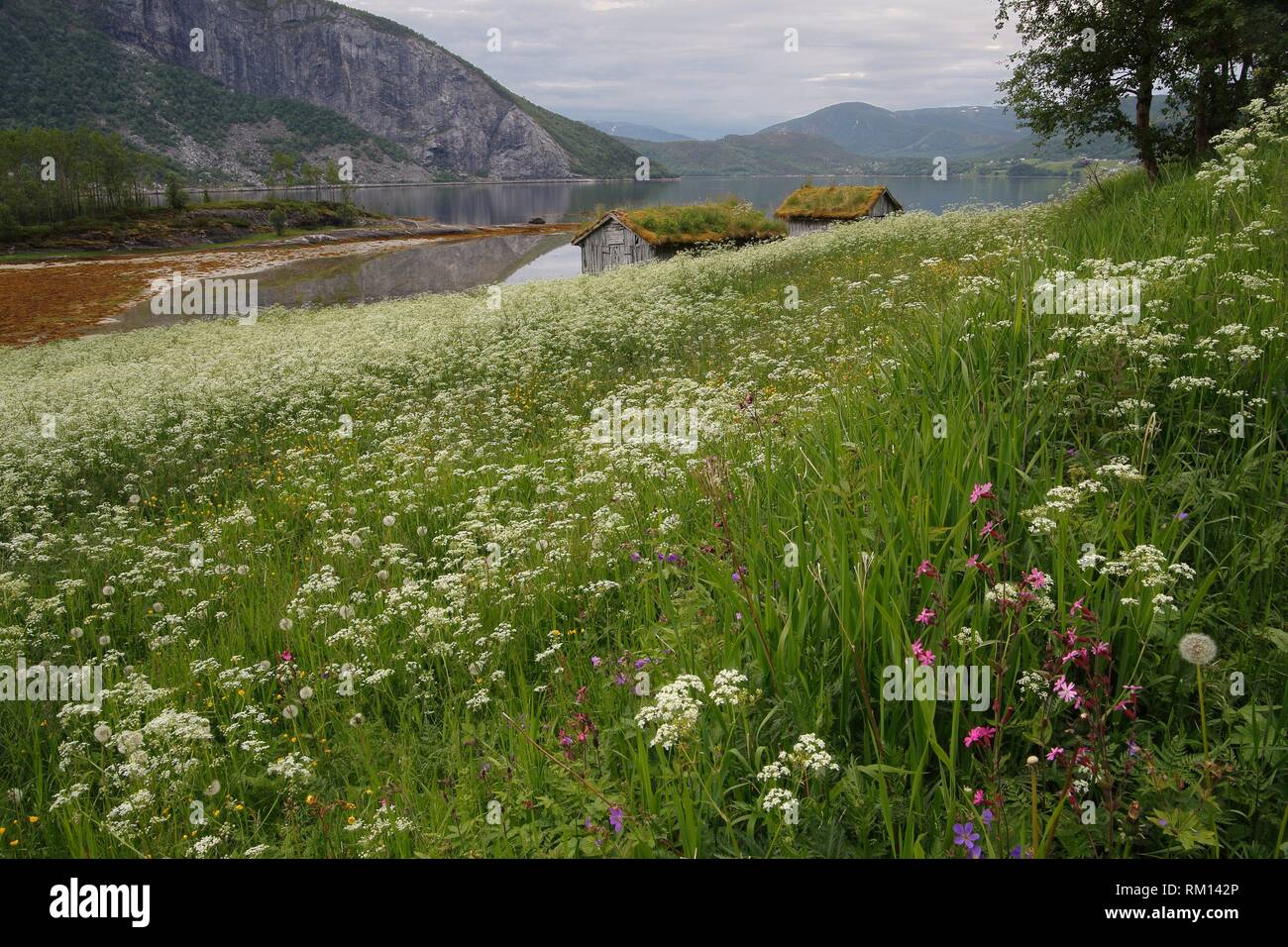 Summer_flowers hi-res stock photography and images - Alamy