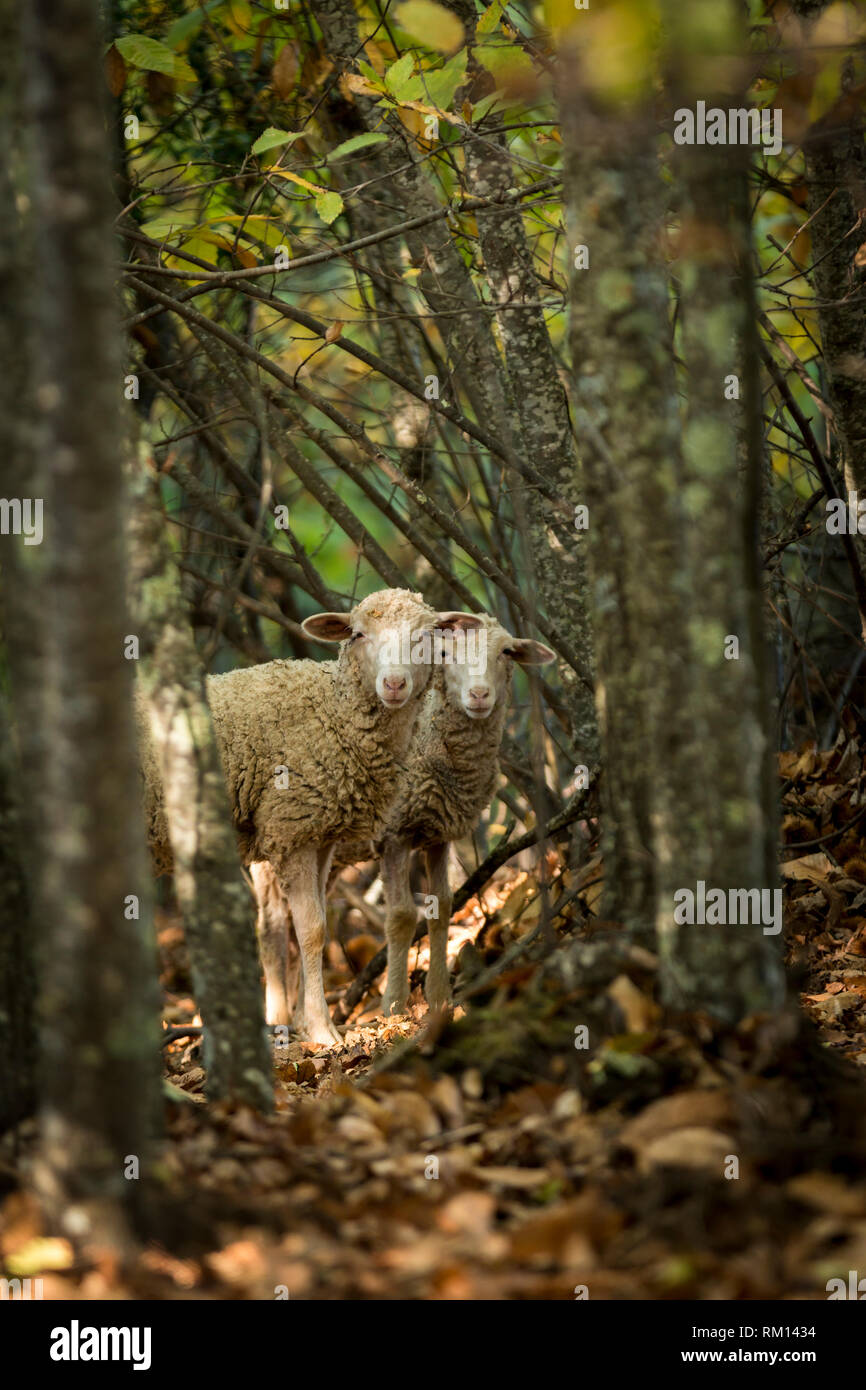Lamb trees farm animal sheep hi-res stock photography and images - Alamy